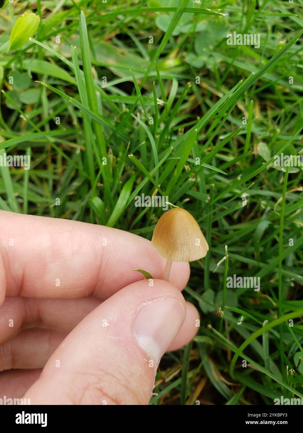 Milky conecap conocybe apala hi-res stock photography and images - Alamy