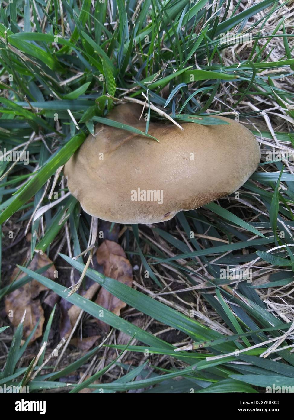 ash-tree bolete (Boletinellus merulioides Stock Photo - Alamy