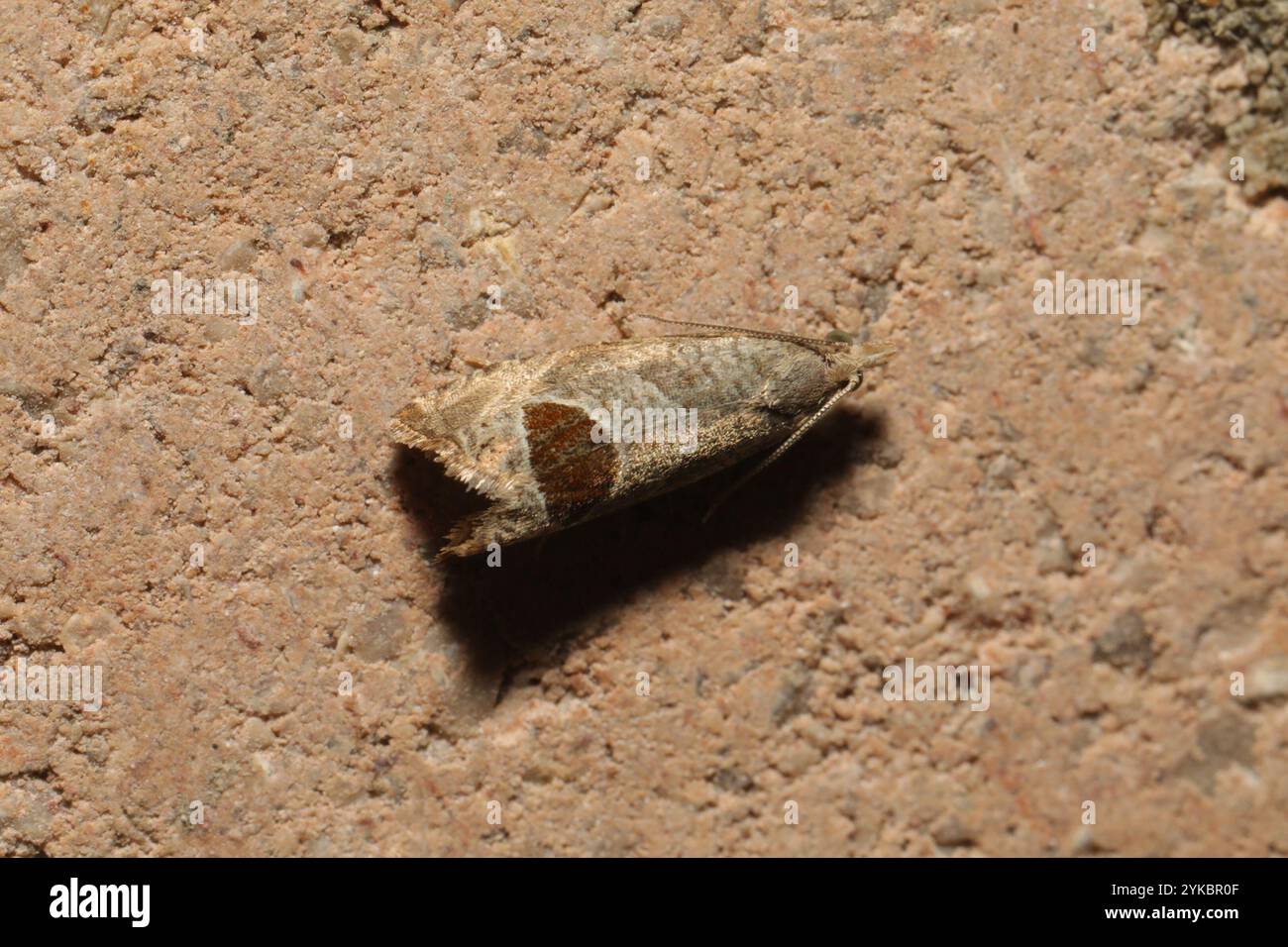 Bramble Shoot Moth (Notocelia uddmanniana Stock Photo - Alamy