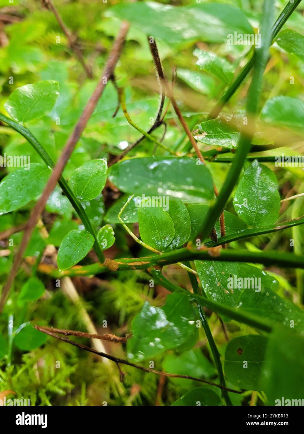 Red Huckleberry (Vaccinium parvifolium Stock Photo - Alamy