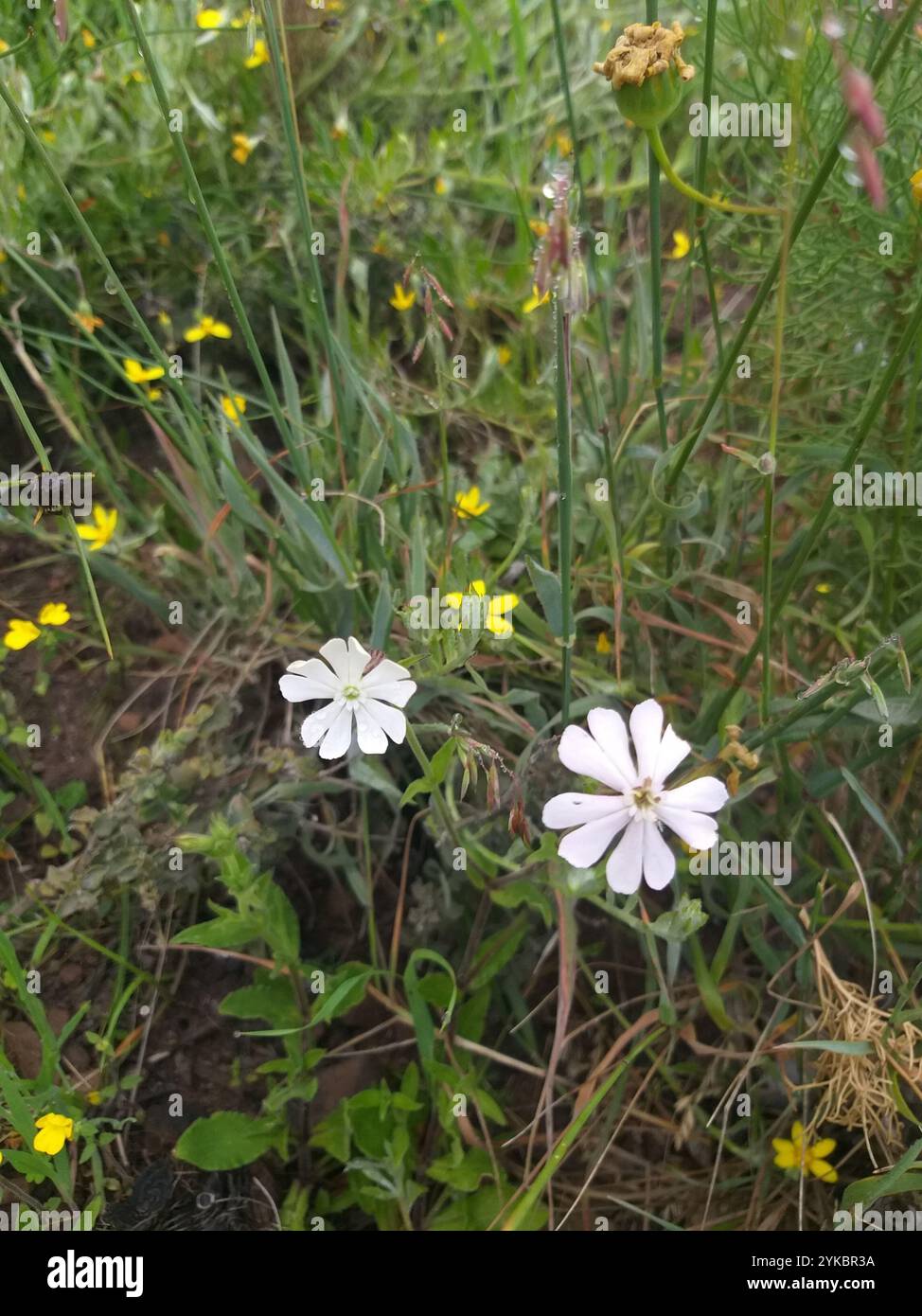 African dream root (Silene undulata Stock Photo - Alamy