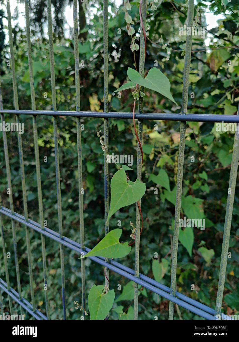 Copse-bindweed (Fallopia dumetorum Stock Photo - Alamy