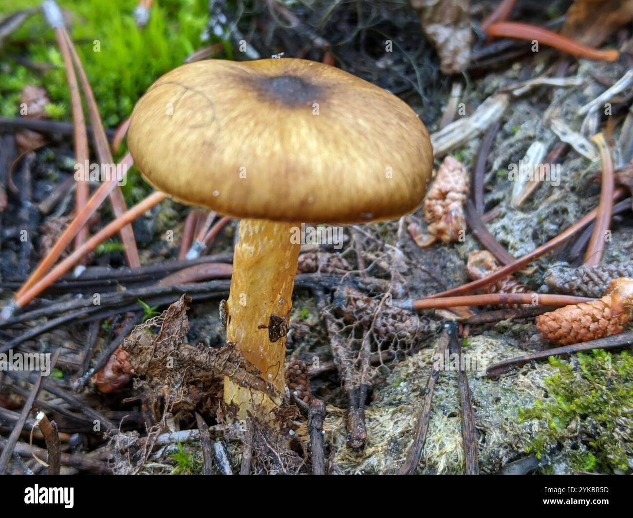 Cortinarius croceus hi-res stock photography and images - Alamy
