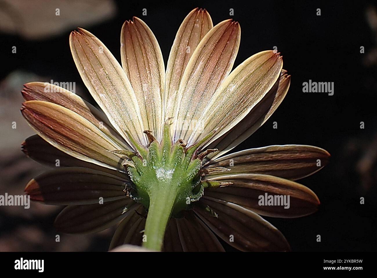 African oxeye (Dimorphotheca nudicaulis Stock Photo - Alamy