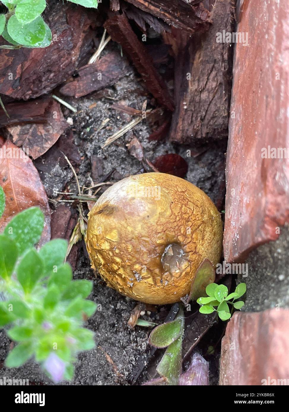 common earthball (Scleroderma citrinum Stock Photo - Alamy
