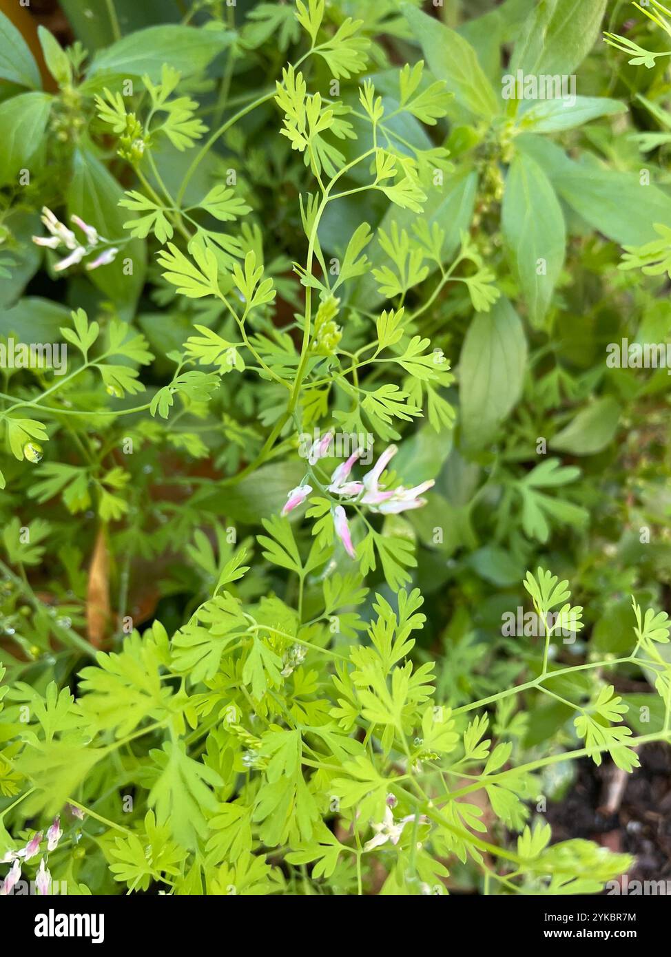 Common ramping fumitory hi-res stock photography and images - Alamy
