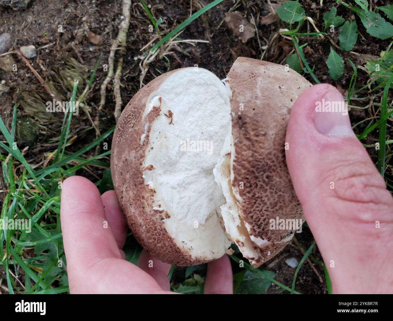 Purple-spored Puffball (Calvatia cyathiformis Stock Photo - Alamy