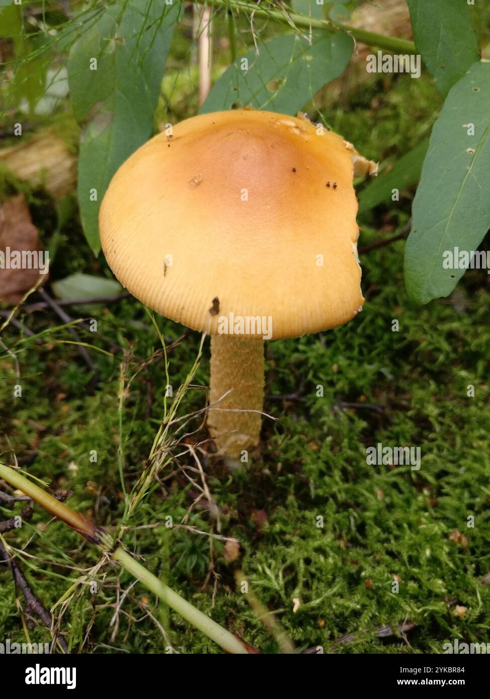 Orange grisette amanita crocea hi-res stock photography and images - Alamy