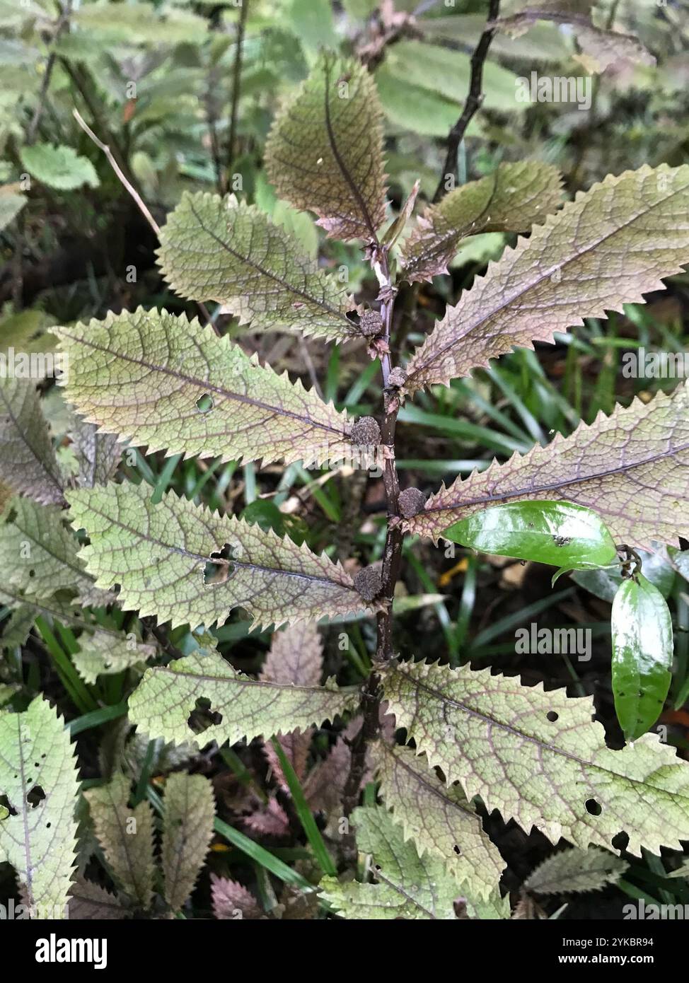 Parataniwha (Elatostema rugosum Stock Photo - Alamy
