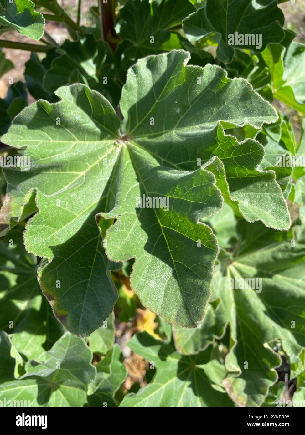 Tree Mallow (Malva arborea Stock Photo - Alamy