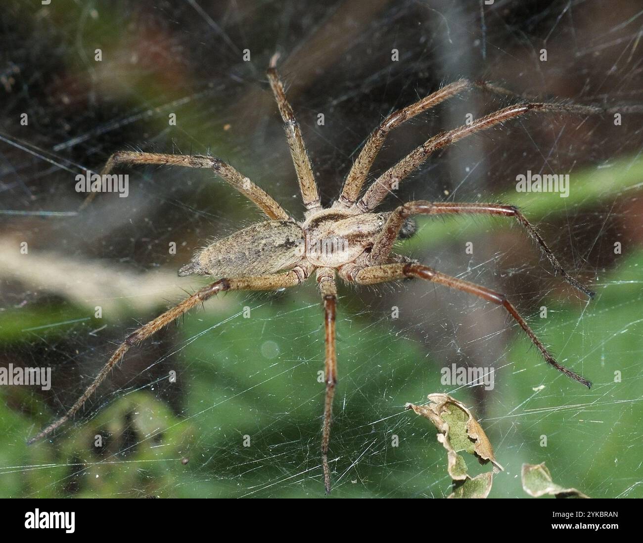 Labyrinth spider (Agelena labyrinthica Stock Photo - Alamy