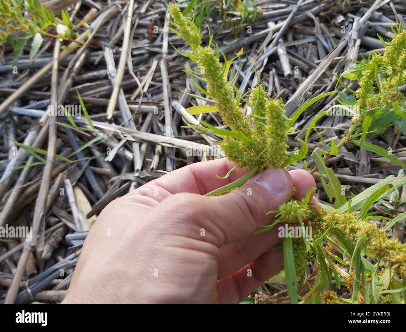 Golden Dock (Rumex maritimus Stock Photo - Alamy