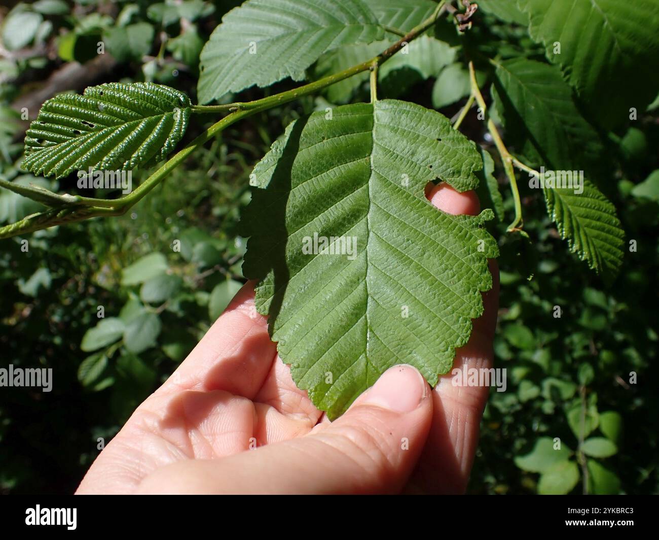 Red Alder (Alnus rubra Stock Photo - Alamy