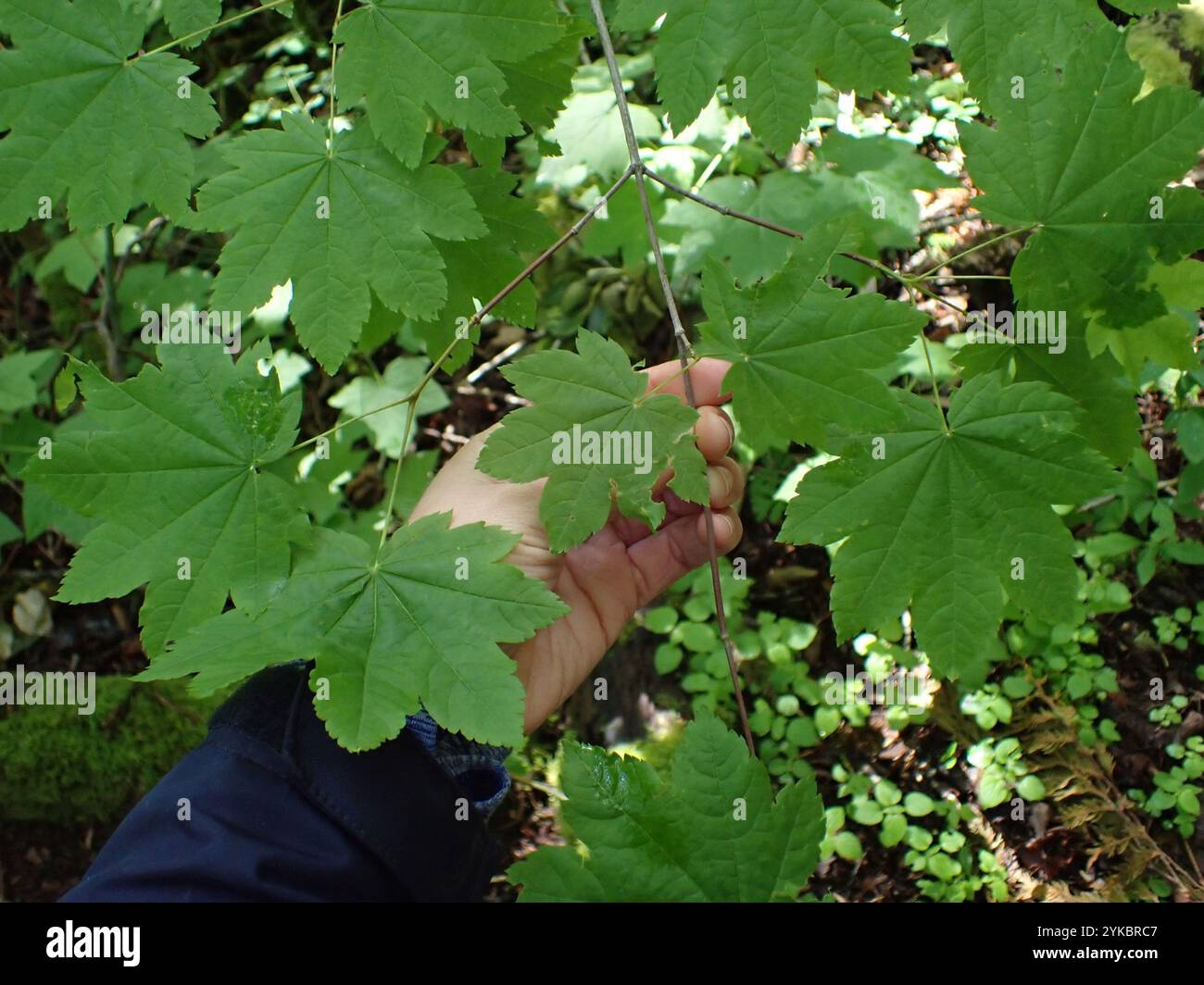 Vine Maple (Acer circinatum Stock Photo - Alamy