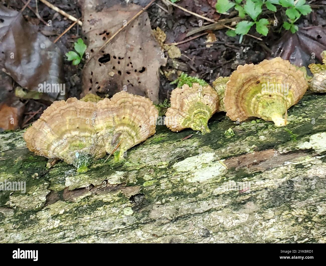 violet-toothed polypore (Trichaptum biforme Stock Photo - Alamy