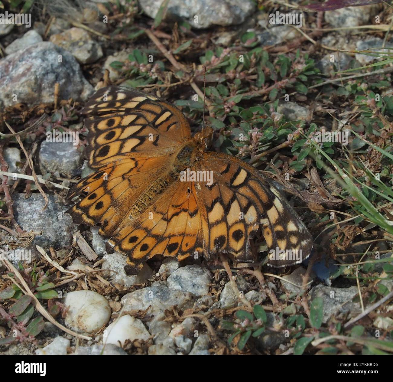 Variegated Fritillary (Euptoieta claudia Stock Photo - Alamy