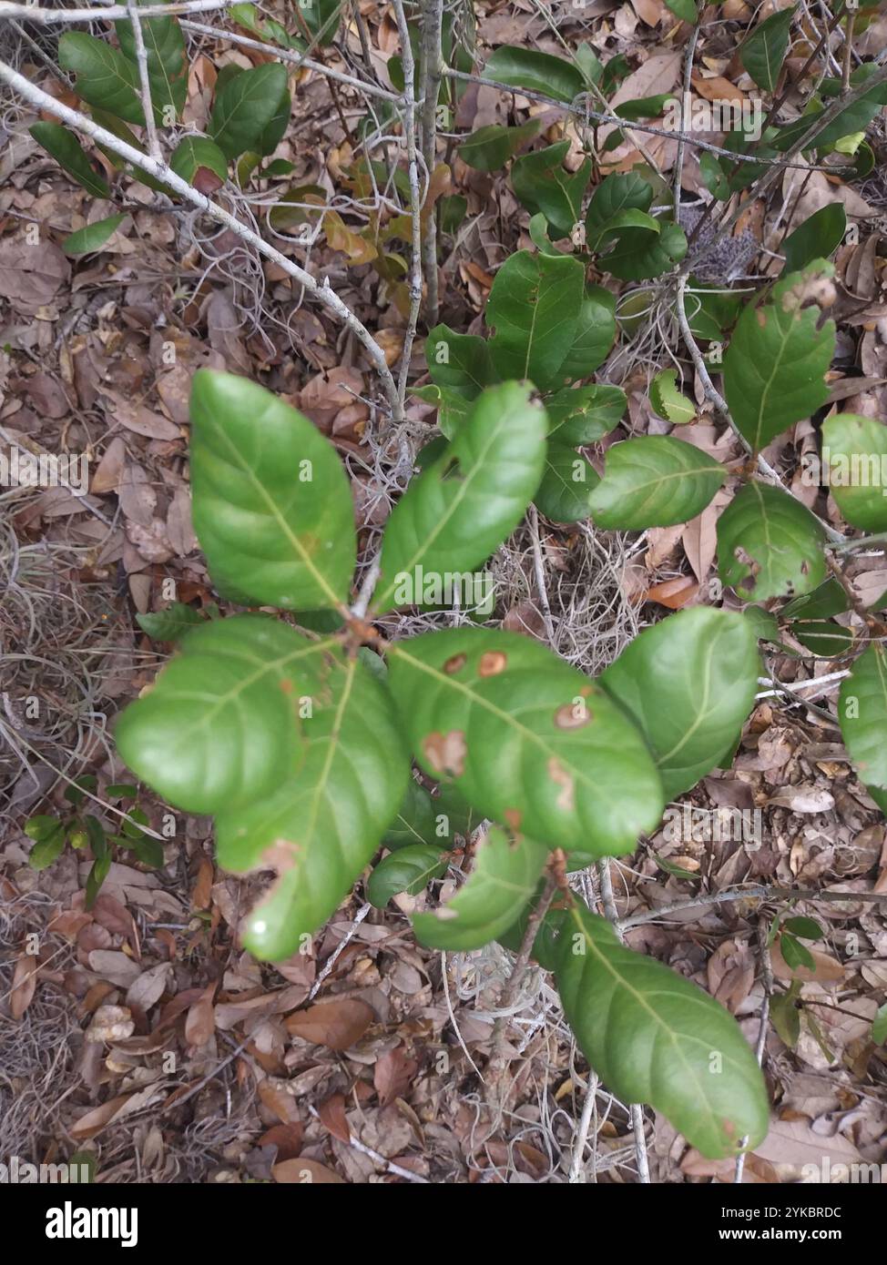 Myrtle Oak (Quercus myrtifolia Stock Photo - Alamy