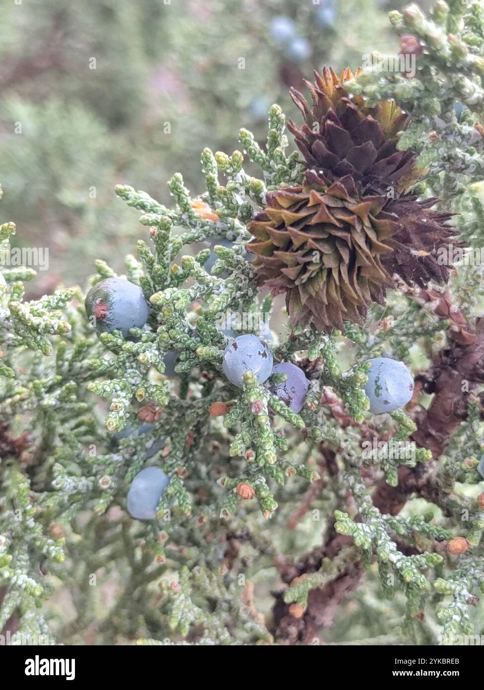 western juniper (Juniperus occidentalis Stock Photo - Alamy