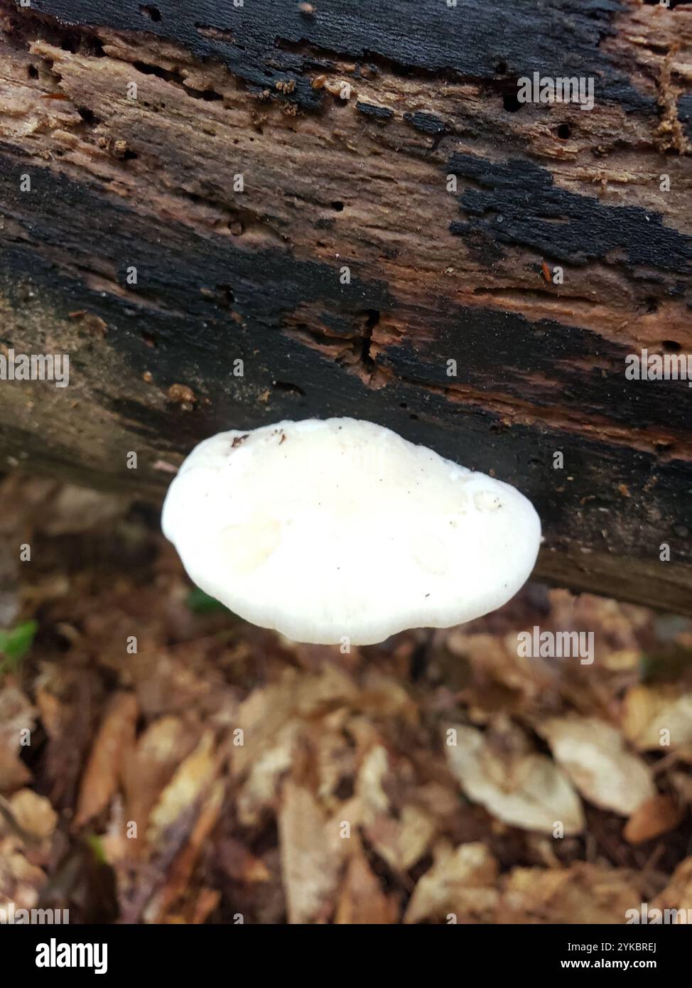 White Cheese Polypore (Tyromyces chioneus Stock Photo - Alamy