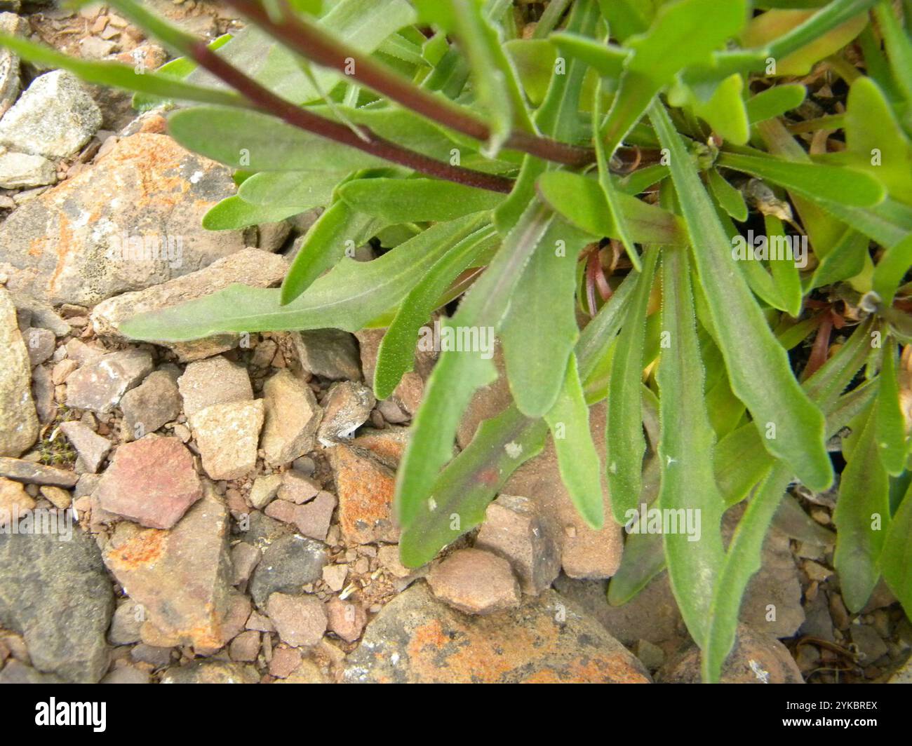 African oxeye (Dimorphotheca nudicaulis Stock Photo - Alamy