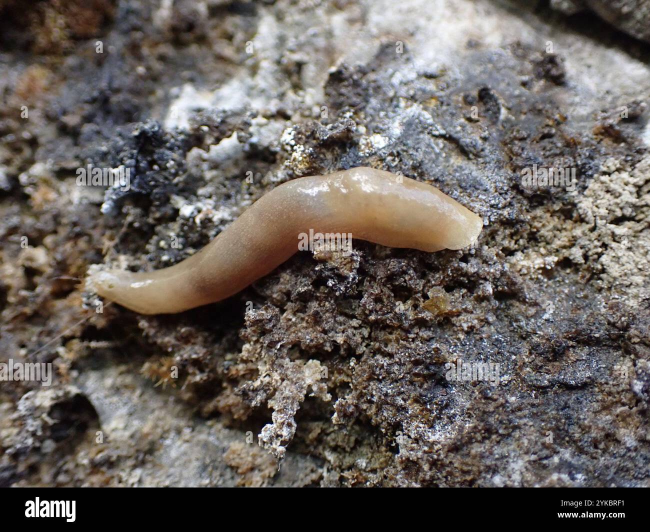 Common Land Snails and Slugs (Stylommatophora Stock Photo - Alamy