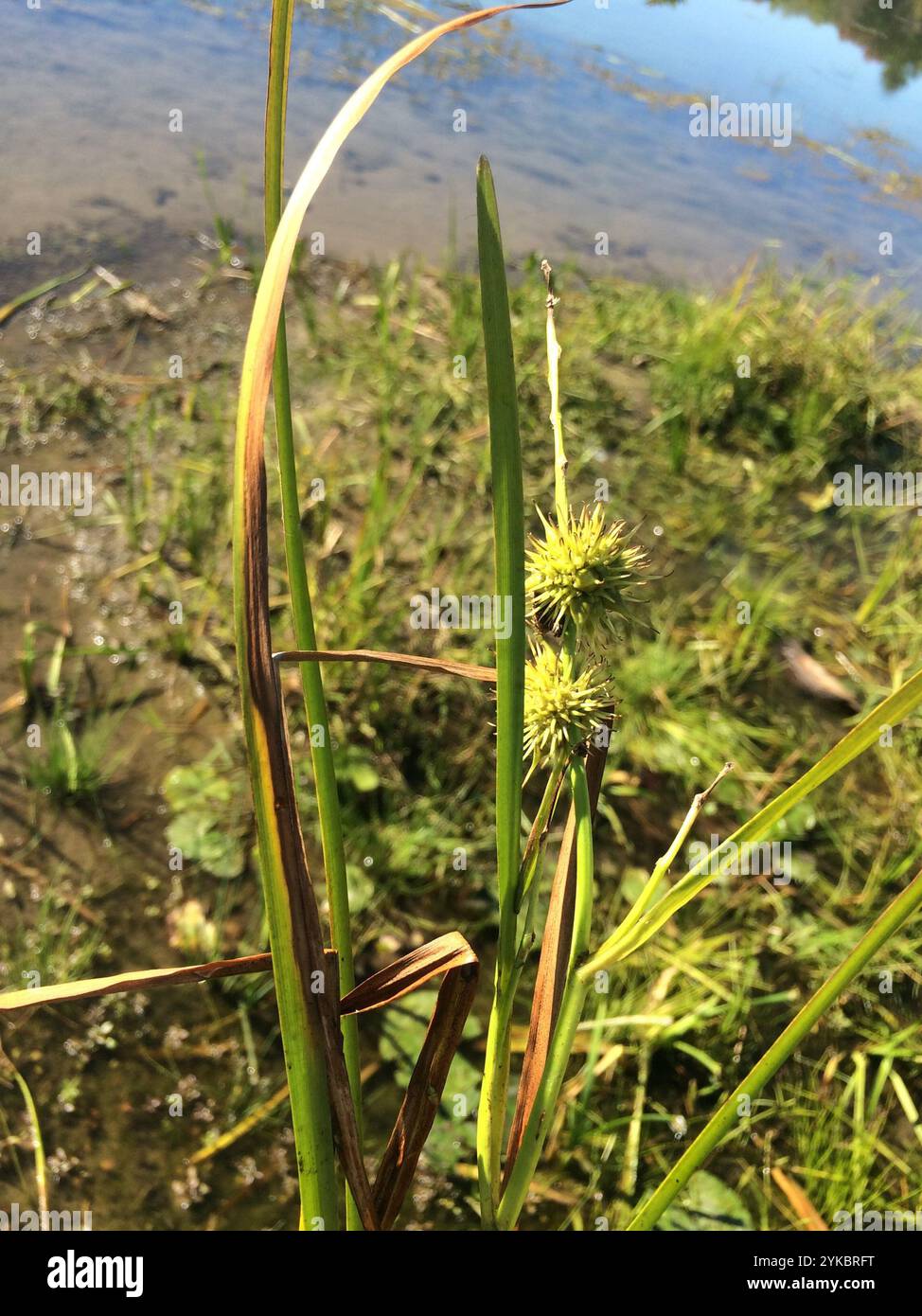 Sparganium androcladum hi-res stock photography and images - Alamy