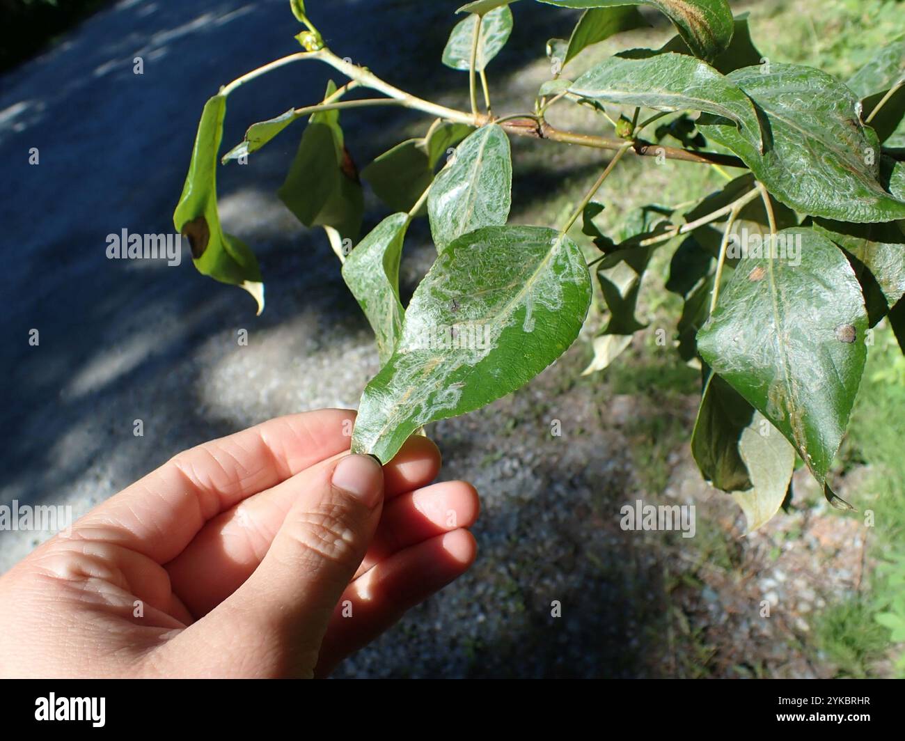 Aspen Serpentine Leafminer Moth (Phyllocnistis populiella Stock Photo ...