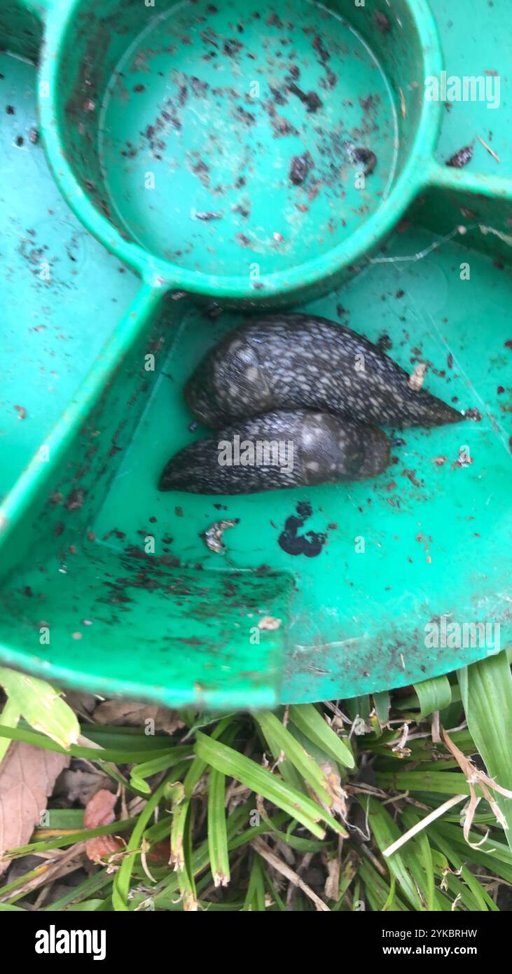 Yellow Cellar Slug (Limacus flavus Stock Photo - Alamy