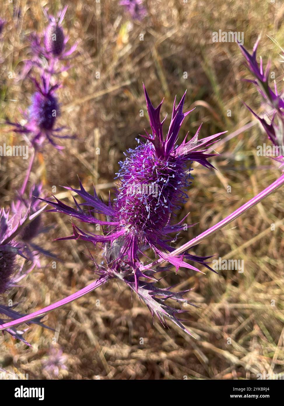 Leavenworth's eryngo (Eryngium leavenworthii Stock Photo - Alamy
