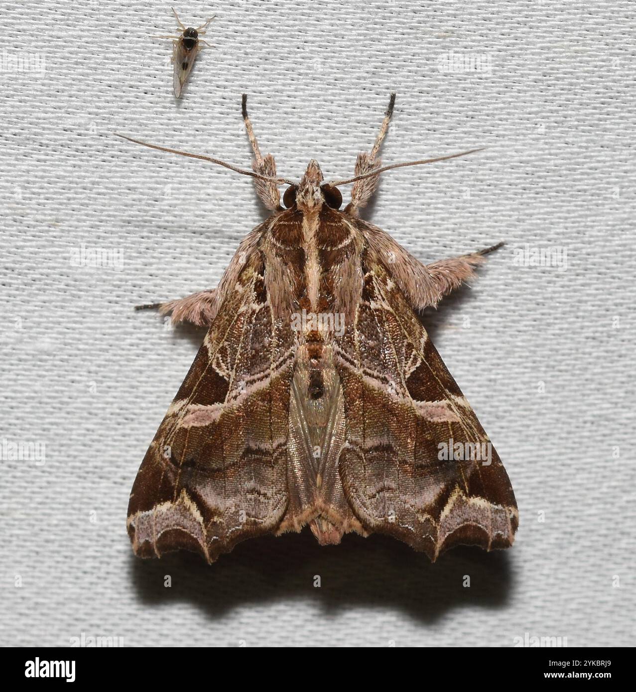Florida Fern Moth (Callopistria floridensis Stock Photo - Alamy