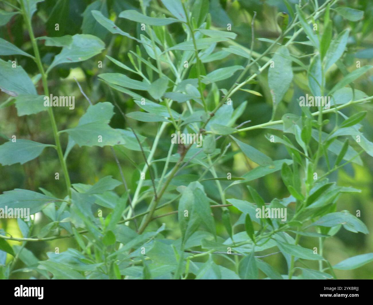 groundsel tree (Baccharis halimifolia Stock Photo - Alamy