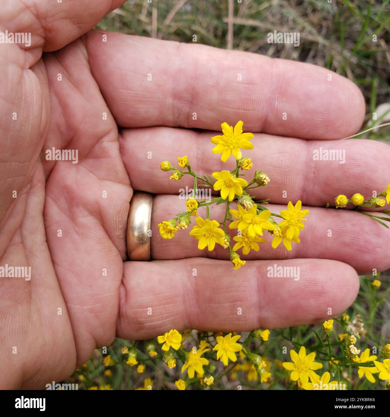 prairie broomweed (Amphiachyris dracunculoides Stock Photo - Alamy