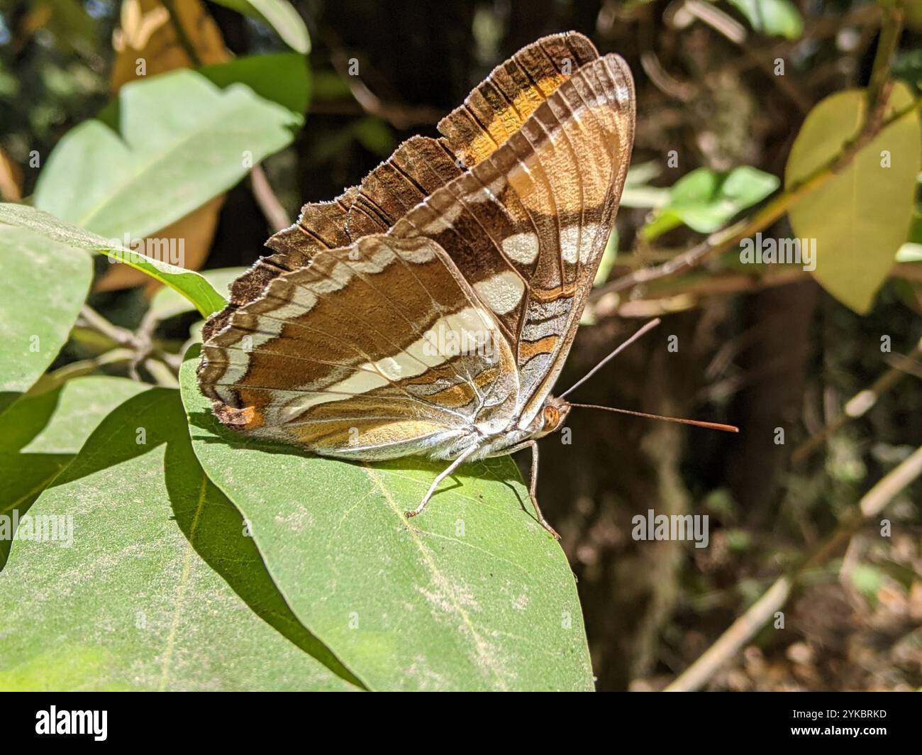 California Sister (Adelpha californica Stock Photo - Alamy