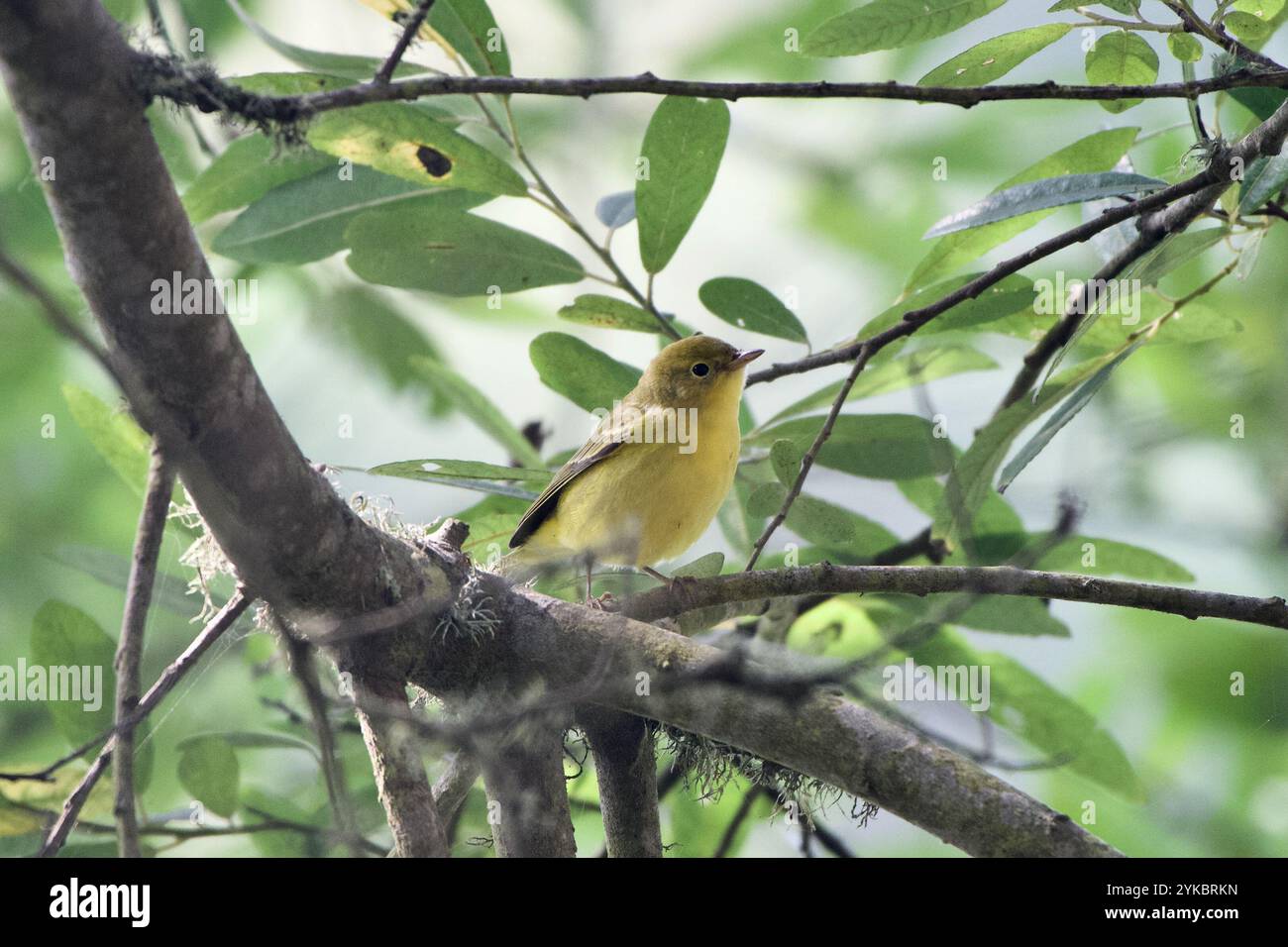 Yellow Warbler (Setophaga petechia Stock Photo - Alamy