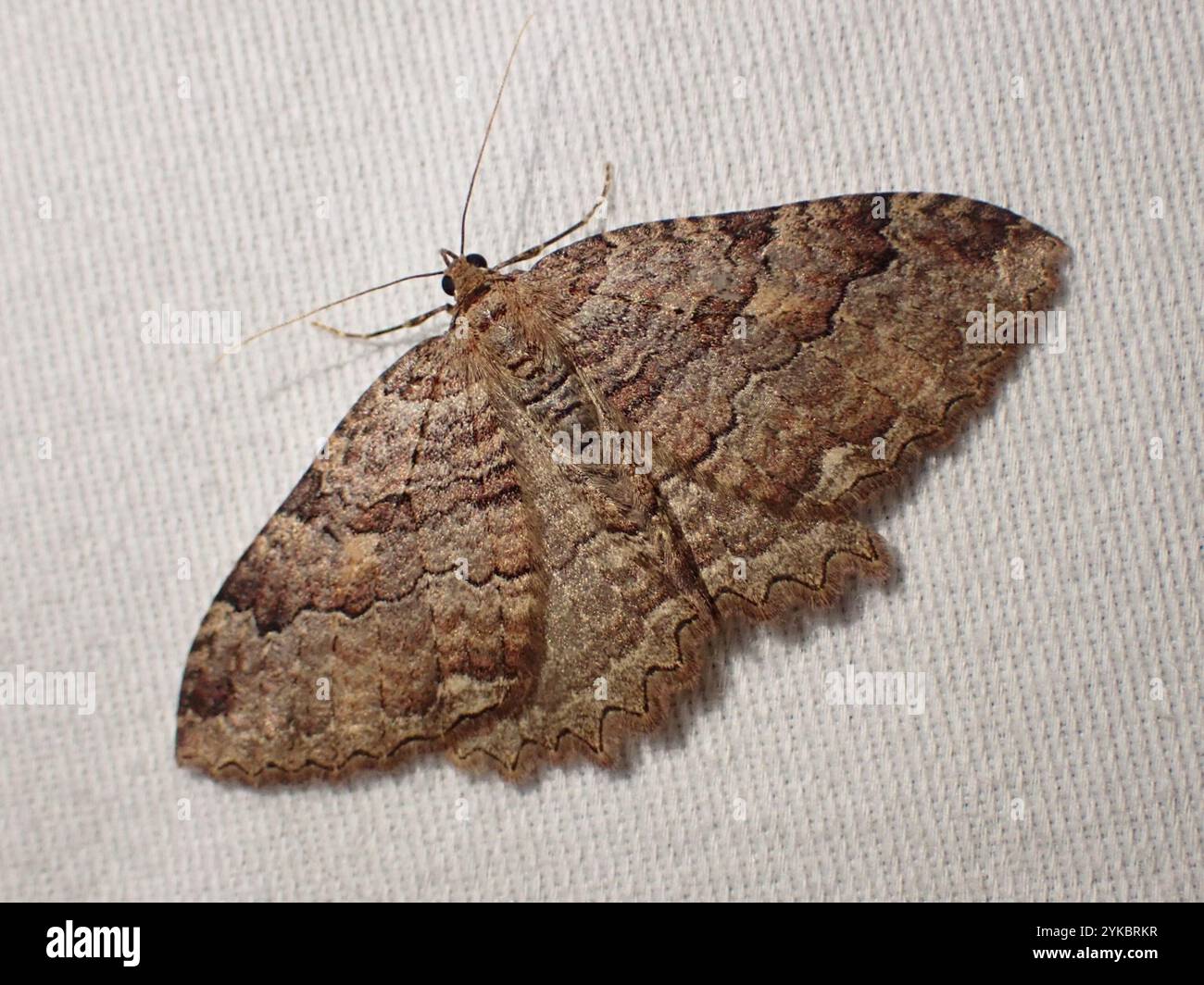 Triphosa haesitata hi-res stock photography and images - Alamy