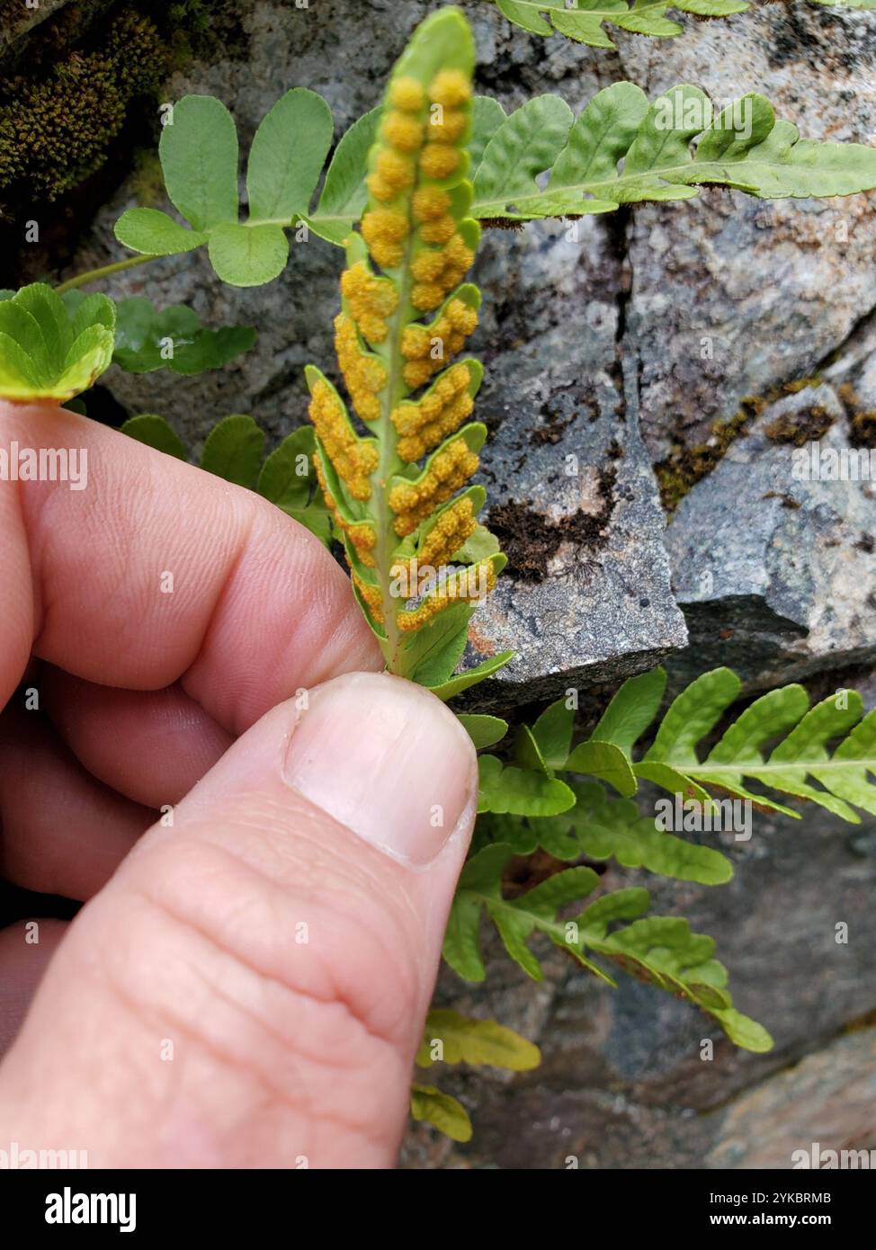 irregular polypody (Polypodium amorphum Stock Photo - Alamy