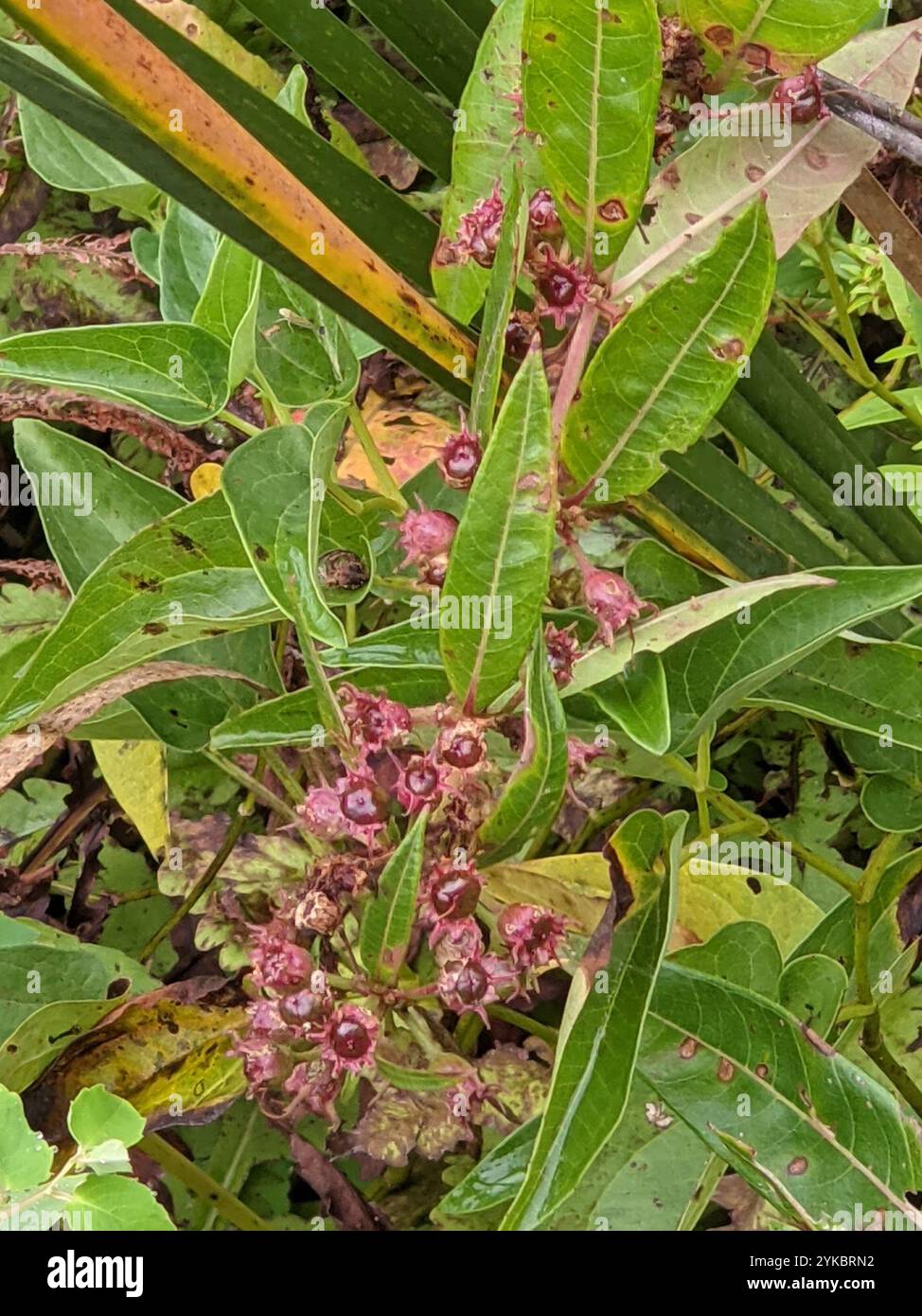 Swamp loosestrife decodon verticillatus hi-res stock photography and ...