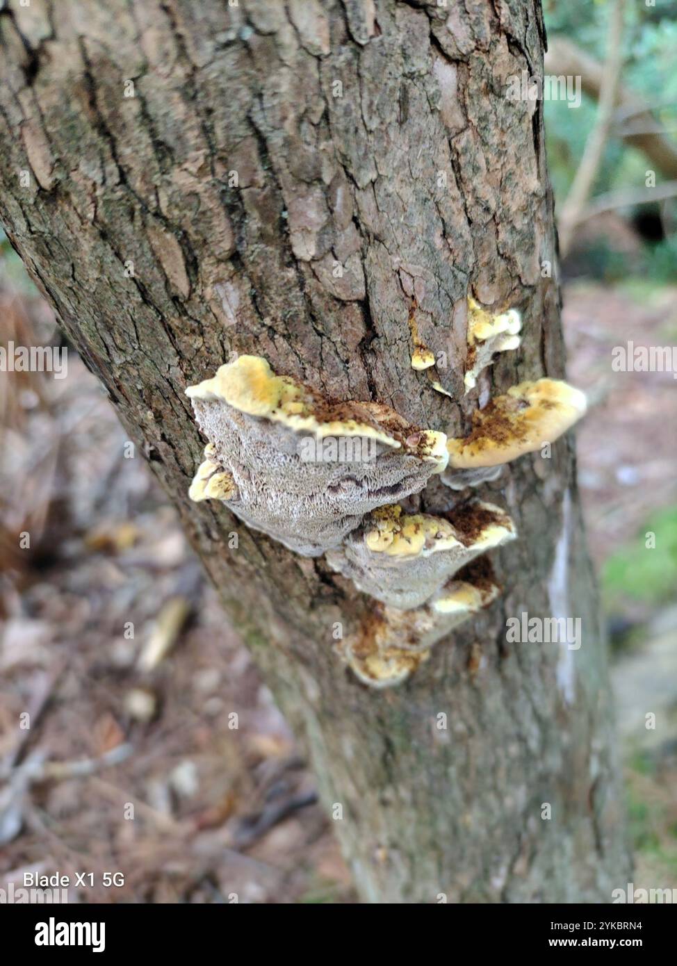 Alder Bracket (Mensularia radiata Stock Photo - Alamy