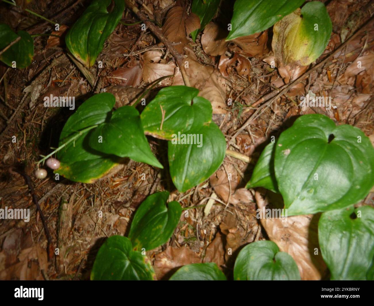 May Lily (Maianthemum bifolium Stock Photo - Alamy