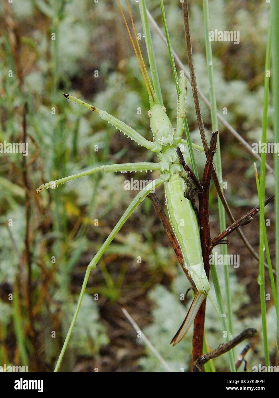 Predatory Bush-cricket (Saga pedo Stock Photo - Alamy