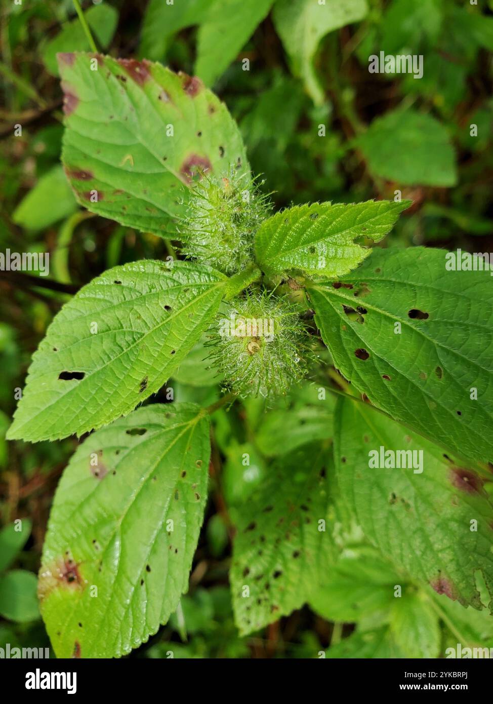 Field Copperleaf (Acalypha arvensis Stock Photo - Alamy