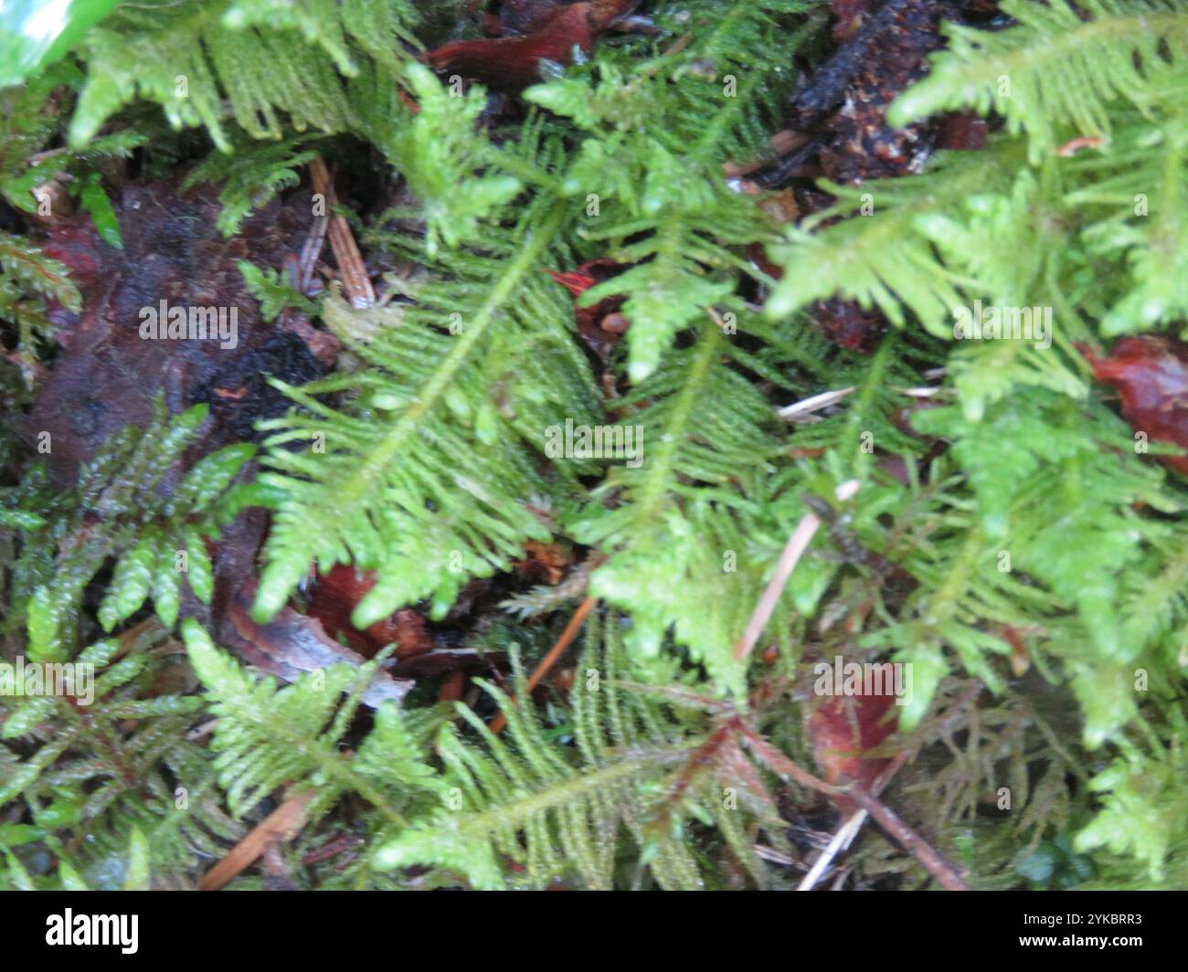 Ostrich-plume Moss (Ptilium crista-castrensis Stock Photo - Alamy