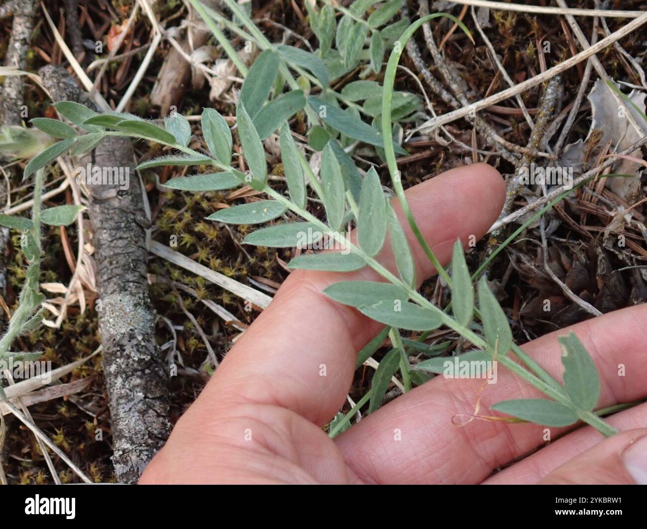 field locoweed (Oxytropis campestris Stock Photo - Alamy