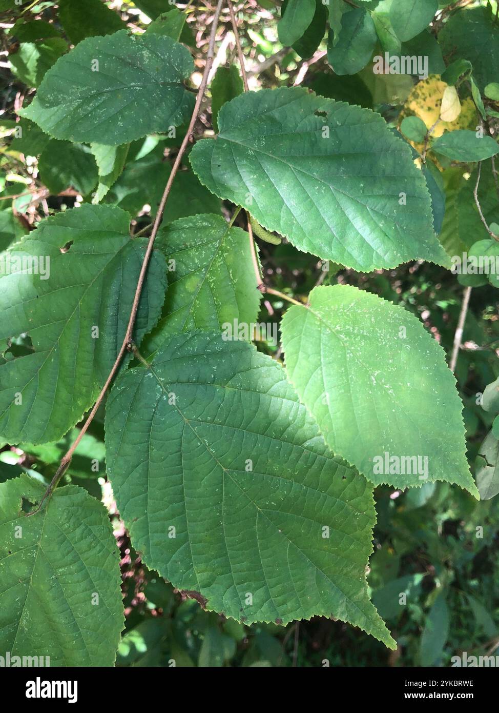 American hazelnut (Corylus americana Stock Photo - Alamy