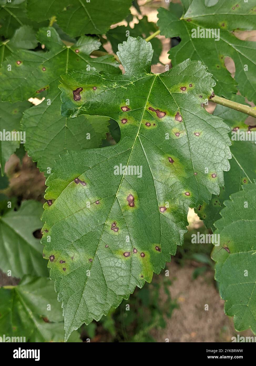 Cercospora leaf spot hi-res stock photography and images - Alamy