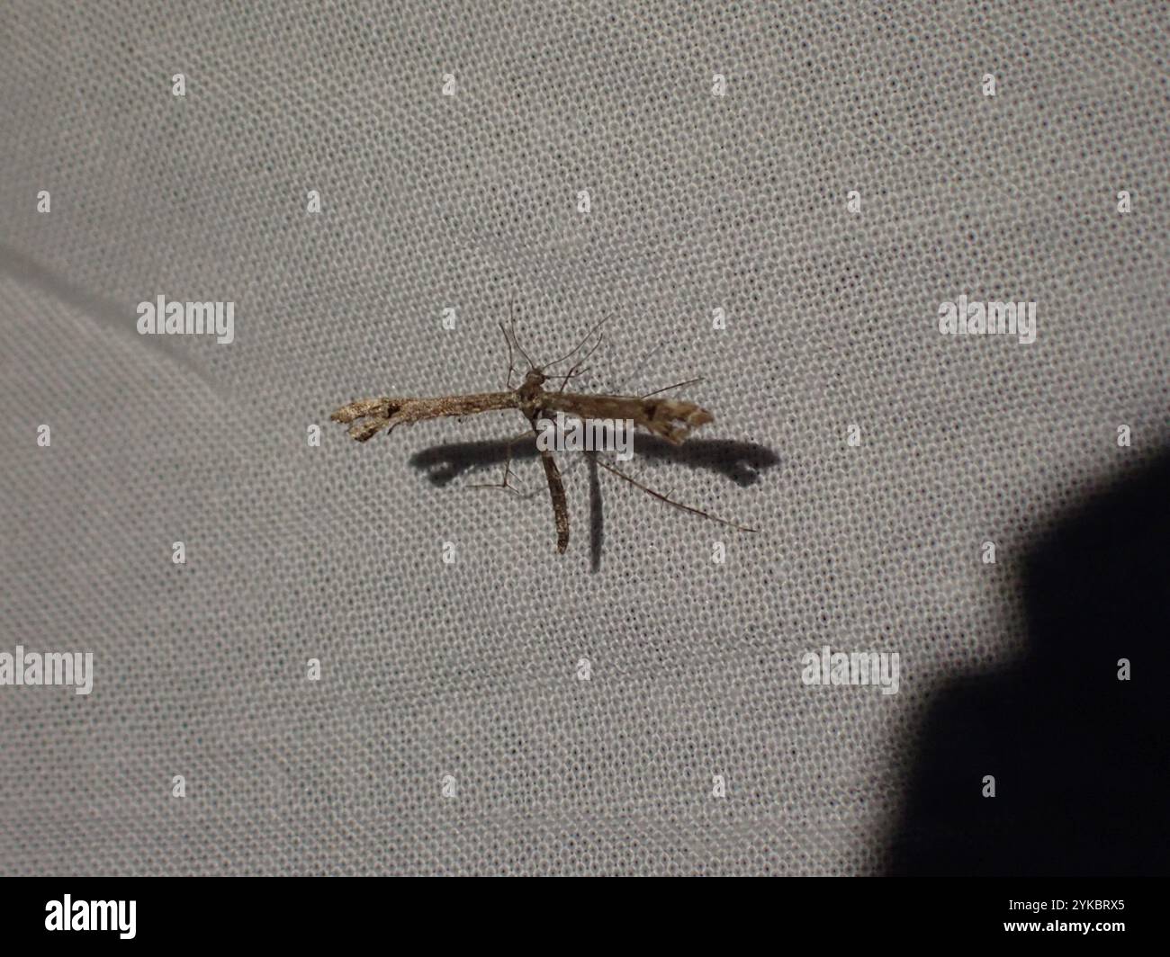 Plume Moths (Pterophoridae Stock Photo - Alamy