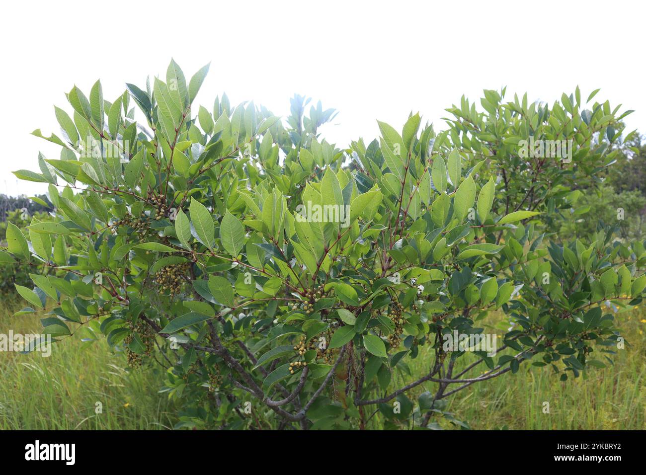 poison sumac (Toxicodendron vernix Stock Photo - Alamy