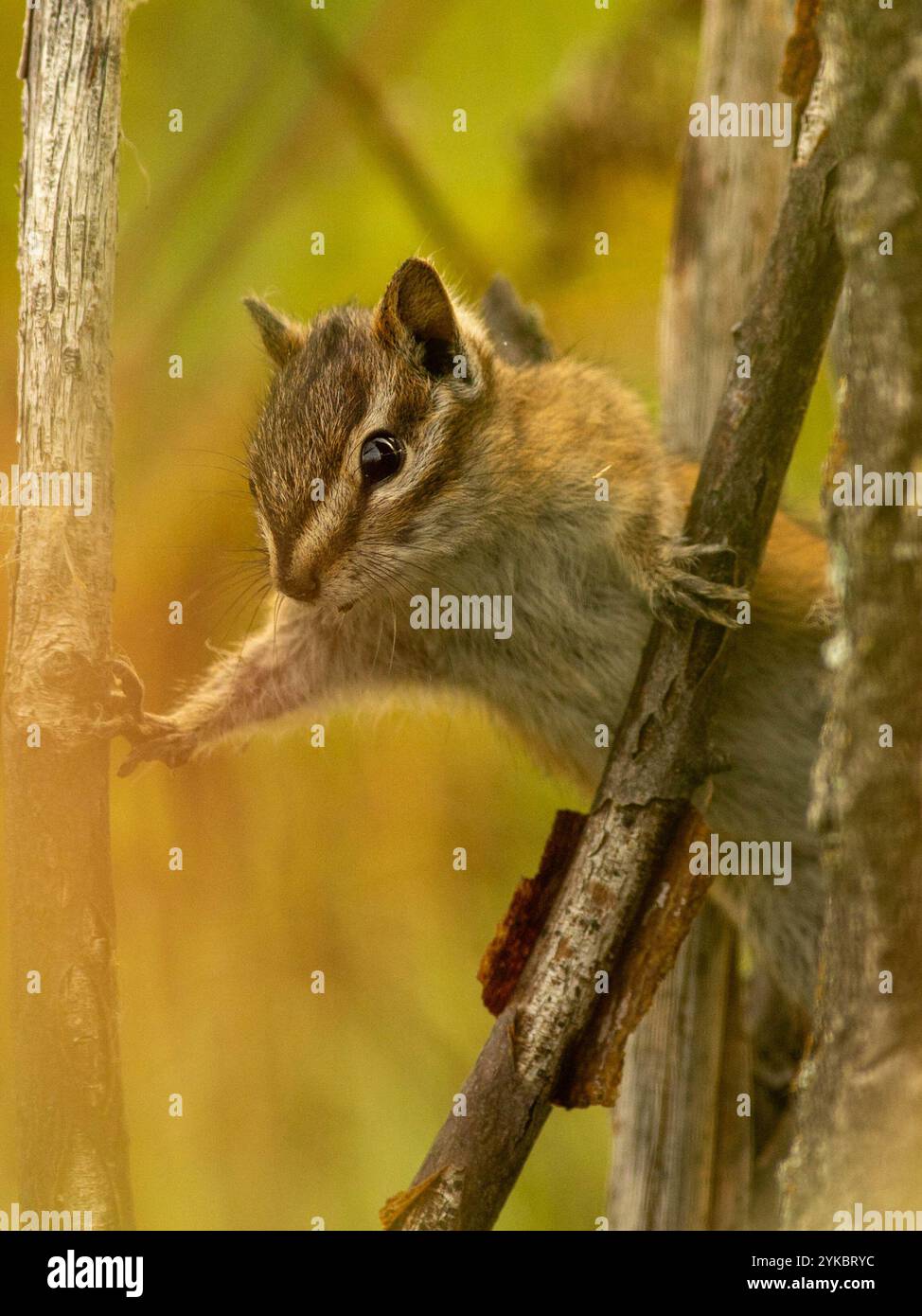 Least Chipmunk (Neotamias minimus Stock Photo - Alamy