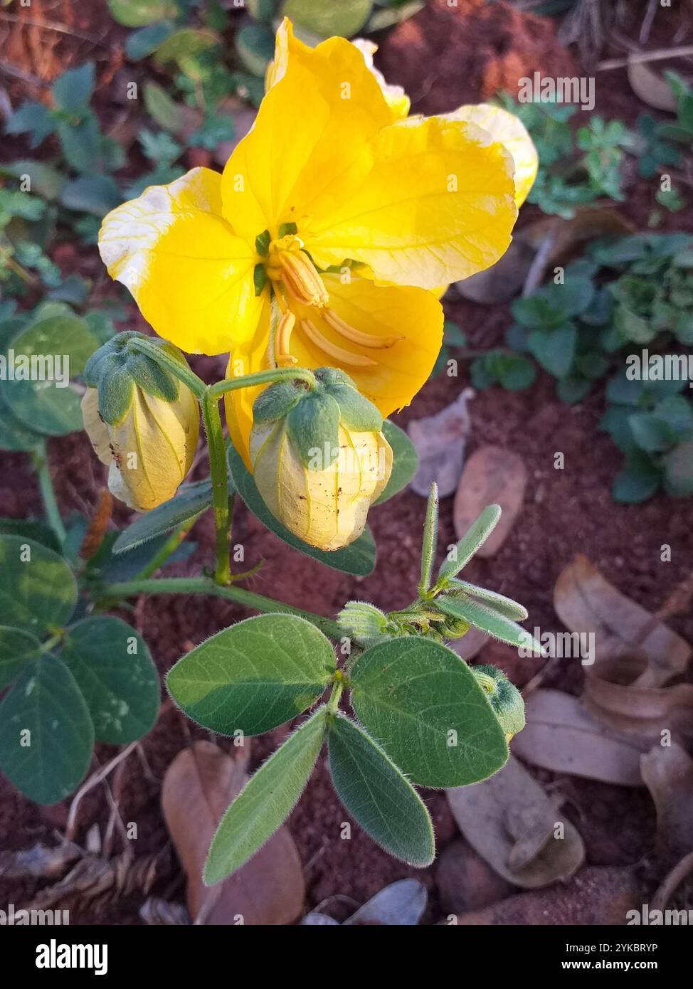 American sicklepod hi-res stock photography and images - Alamy