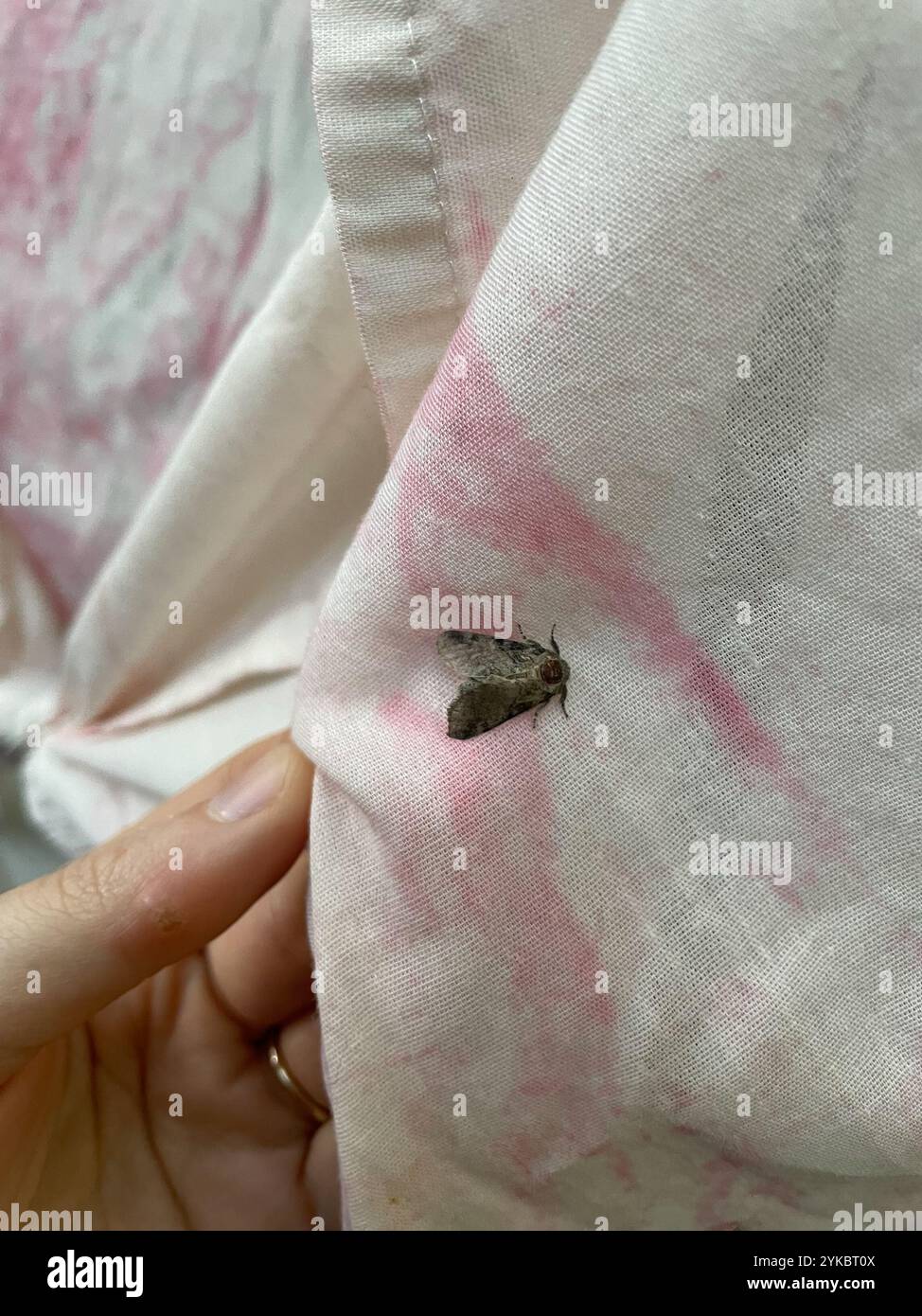 Prominent Moths (Notodontidae Stock Photo - Alamy